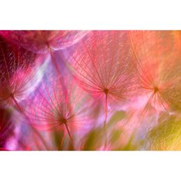 papermoon Fototapete &raquo;PUSTEBLUME-L&Ouml;WENZAHN ABSTRAKT TEXTUR MUSTER FARBIG DEKO&laquo; bunt Vlies B/L: 4m x 2,6m, Bahnen: 8 Stk.