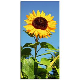 Artland Glasbild &raquo;Gro&szlig;e Sonnenblume&laquo; Blumen 1 Stk. tlg. in verschiedenen Gr&ouml;&szlig;en beige B/H/T: 50cm x 100cm, Glasbild Blumen Hochformat, 1 Stk.