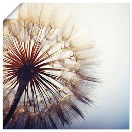 Artland Wandbild &raquo;Gro&szlig;e Pusteblume&laquo; Blumen 1 Stk. tlg. als Leinwandbild, Poster in verschied. Gr&ouml;&szlig;en blau B/H/T: 70cm x 70cm, Poster Blumen quadratisch, 1 Stk