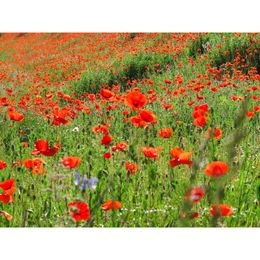 papermoon Fototapete &raquo;Red Poppa Field&laquo; glatt bunt Vlies B/L: 5m x 2,8m, Bahnen: 10 Stk.