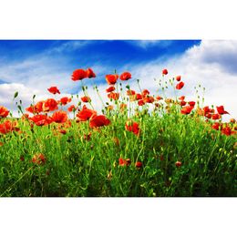 papermoon Fototapete &raquo;Red Poppies&laquo; glatt bunt Vlies B/L: 5m x 2,8m, Bahnen: 10 Stk.