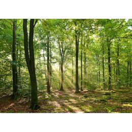 papermoon Fototapete &raquo;Forrest morning&laquo; glatt bunt Vlies B/L: 5m x 2,8m, Bahnen: 10 Stk.