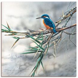 Artland Wandbild &raquo;Eisvogel I&laquo; V&ouml;gel 1 Stk. tlg. als Leinwandbild, Poster in verschied. Gr&ouml;&szlig;en wei&szlig; Leinwand B/H/T: 50cm x 50cm, Leinwandbild V&ouml;gel quadratisch