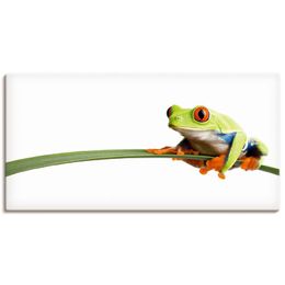 Artland Wandbild &raquo;Frosch auf einem Blatt&laquo; Wassertiere 1 Stk. tlg. als Leinwandbild, Poster in verschied. Gr&ouml;&szlig;en wei&szlig; B/H/T: 40cm x 20cm, Leinwandbild 