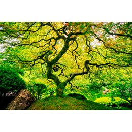 papermoon Fototapete &raquo;Japanese Maple Tree&laquo; glatt bunt Vlies B/L: 3,5m x 2,6m, Bahnen: 7 Stk.