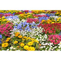 papermoon Fototapete &raquo;BLUMEN-GARTEN-WIESE PFLANZE JASMIN BL&Uuml;TEN BUNT ORCHIDEE&laquo; bunt Vlies B/L: 5m x 2,8m, Bahnen: 10 Stk.