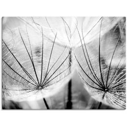 Artland Wandbild &raquo;Pusteblume in schwarzwei&szlig;&laquo; Blumen 1 Stk. tlg. als Leinwandbild, Poster in verschied. Gr&ouml;&szlig;en schwarz B/H/T: 60cm x 45cm, Leinwandbild Blumen,