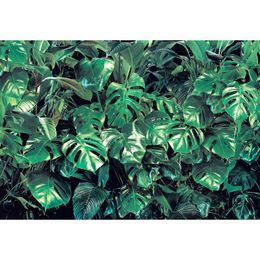 Komar Fototapete &raquo;Verdure - Gr&ouml;&szlig;e 368 x 254 cm&laquo; bedruckt glatt Wohnzimmer, Schlafzimmer gr&uuml;n Papier B/L: 368m x 254m, Rollen: 8