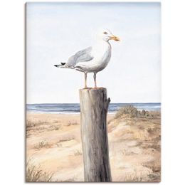 Artland Wandbild &raquo;M&ouml;we&laquo; V&ouml;gel 1 Stk. tlg. als Alubild, Leinwandbild, Poster in verschied. Gr&ouml;&szlig;en wei&szlig; B/H/T: 30cm x 40cm, Leinwandbild V&ouml;gel, 1 Stk.