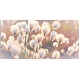 Artland Wandbild &raquo;Wollgraszauber im Moor&laquo; Gr&auml;ser 1 Stk. tlg. als Alubild, Leinwandbild, Poster in verschied. Gr&ouml;&szlig;en beige B/H/T: 60cm x 30cm, Alu-Dibond-Druck