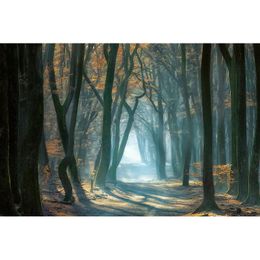 papermoon Fototapete &raquo;Photo-Art ELLEN BORGGREVE, KALTES LICHT IM WALD&laquo; bunt Vlies B/L: 5m x 2,8m, Bahnen: 10 Stk.