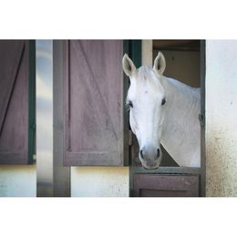 papermoon Fototapete &raquo;PFERD-TIERE PFERDE PFERDEKOPF PONY WANDTAPETE WANDDEKO&laquo; bunt Vlies B/L: 2m x 1,49m, Bahnen: 4 Stk.