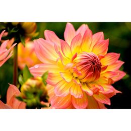 papermoon Fototapete &raquo;Dahlia&laquo; glatt bunt Vlies B/L: 3,5m x 2,6m, Bahnen: 7 Stk.