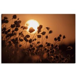 Artland Wandbild &raquo;Abendsonne - Tanz des Wollgrases&laquo; Gr&auml;ser 1 Stk. tlg. als Alubild, Leinwandbild, Poster, Wandaufkleber in verschied. Gr&ouml;&szlig;en Leinwand B/H/T: 