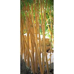 papermoon Fototapete &raquo;Bamboo - T&uuml;rtapete&laquo; matt bunt Vlies B/L: 0,9m x 2m