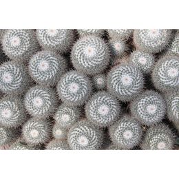 ARCHITECTS PAPER Fototapete &raquo;Cactus&laquo; Vlies, Wand, Schr&auml;ge gr&uuml;n Vlies B/L: 4m x 2,7m