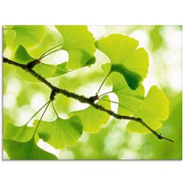 Artland Glasbild &raquo;Ginkgo&laquo; Bl&auml;tter 1 Stk. tlg. in verschiedenen Gr&ouml;&szlig;en gr&uuml;n B/H/T: 60cm x 45cm, Glasbild Bl&auml;tter Querformat, 1 Stk.
