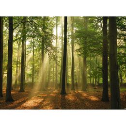 papermoon Fototapete &raquo;Forest in the Morning&laquo; glatt bunt Vlies B/L: 2,5m x 1,86m, Bahnen: 5 Stk.