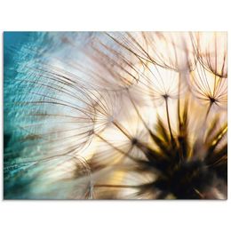 Artland Glasbild &raquo;Pusteblume Makro abstrakt&laquo; Blumen 1 Stk. tlg. in verschiedenen Gr&ouml;&szlig;en beige B/H/T: 80cm x 60cm, Glasbild Blumen Querformat, 1 Stk.