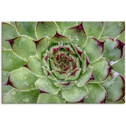 Artland Leinwandbild &raquo;Sukkulente mit Regentropfen&laquo; Pflanzenbilder 1 Stk. tlg. auf Holzrahmen gespannt gr&uuml;n B/H/T: 90cm x 60cm, Leinwandbild Pflanzenbilder 