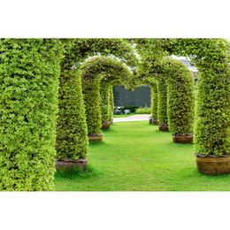 papermoon Fototapete &raquo;GARTEN-ALLEE BLUMEN B&Auml;UME PFLANZEN STEINE WALD PERGOLA&laquo; bunt Vlies B/L: 5m x 2,8m, Bahnen: 10 Stk.