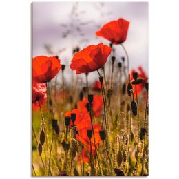 Artland Leinwandbild &raquo;Mohnblumen im Morgenlicht&laquo; Blumenwiese 1 Stk. tlg. auf Holzrahmen gespannt rot B/H/T: 60cm x 90cm, Leinwandbild Blumenwiese, 1 Stk.