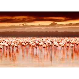 papermoon Fototapete &raquo;African Flamingos&laquo; glatt bunt Vlies B/L: 5m x 2,8m, Bahnen: 10 Stk.