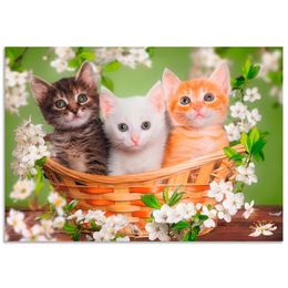 Artland Wandbild &raquo;Katzen sitzen in einem Korb&laquo; Haustiere 1 Stk. tlg. als Leinwandbild, Poster in verschied. Gr&ouml;&szlig;en gr&uuml;n Leinwand B/H/T: 70cm x 50cm, 