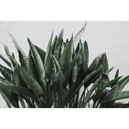 Livingwalls living walls Fototapete &raquo;Walls by Patel Urban Jungle 2&laquo; glatt Vlies, Wand, Schr&auml;ge grau Vlies B/L: 4m x 2,7m