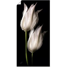 Wandbild Artland, B:75cm H:150cm, schwarz, Wohnzimmer, Bilder, "Wei&szlig;e Tulpen in der Nacht", als Alubild, Leinwandbild, Poster in verschied. Gr&ouml;&szlig;en