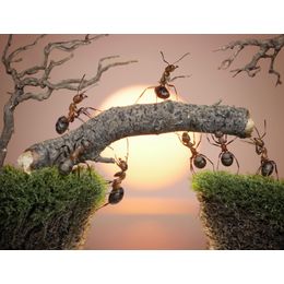 papermoon Fototapete "Ants Teamwork", B/L: 1,5m x 1,11m, Bahnen: 7 Stk., bunt, Tapeten