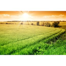 papermoon Fototapete &raquo;Field of Fresh Grain&laquo; glatt bunt Vlies B/L: 2m x 1,49m, Bahnen: 4 Stk.