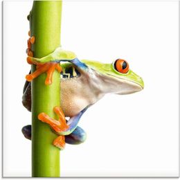 Artland Glasbild &raquo;Frosch umfasst einen Pflanzenstengel&laquo; Wassertiere 1 Stk. tlg. in verschiedenen Gr&ouml;&szlig;en wei&szlig; B/H/T: 30cm x 30cm, Glasbild Wassertiere, 1 Stk.