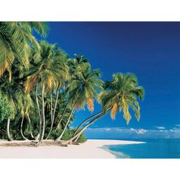 papermoon Fototapete &raquo;Tropical Palms&laquo; glatt bunt Vlies B/L: 5m x 2,8m, Bahnen: 10 Stk.