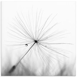 Artland Glasbild &raquo;Pusteblume Schirmchen&laquo; Blumen 1 Stk. tlg. in verschiedenen Gr&ouml;&szlig;en schwarz B/H/T: 30cm x 30cm, Glasbild Blumen quadratisch, 1 Stk.