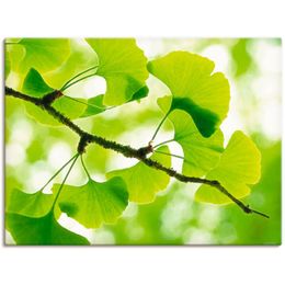Artland Wandbild &raquo;Ginkgo&laquo; Bl&auml;tter 1 Stk. tlg. als Leinwandbild, Poster in verschied. Gr&ouml;&szlig;en gr&uuml;n Leinwand B/H/T: 60cm x 45cm, Leinwandbild Bl&auml;tter Querformat,