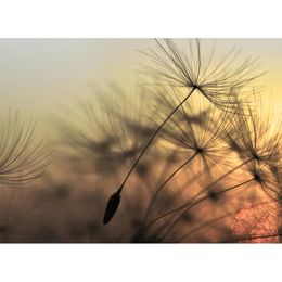 Livingwalls living walls Fototapete &raquo;Designwalls Flying Dandelion 2&laquo; glatt Vlies, Wand, Schr&auml;ge, Decke bunt Vlies B/L: 3,5m x 2,55m