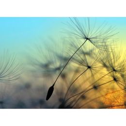 Livingwalls living walls Fototapete &raquo;Designwalls Flying Dandelion 1&laquo; glatt Vlies, Wand, Schr&auml;ge, Decke bunt Vlies B/L: 3,5m x 2,55m