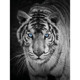 Kinzler Wohndecke &raquo;Mikrofaser Fotodruck "Tiger"&laquo; Kuscheldecke, bedruckt, 150x200 cm bunt Polyester B/L: 150cm x 200cm