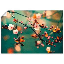Artland Wandbild &raquo;Japanische Kirsch Sakura Blumen&laquo; Blumen 1 Stk. tlg. als Leinwandbild, Poster in verschied. Gr&ouml;&szlig;en blau B/H/T: 70cm x 50cm, Poster Blumen 