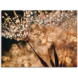 Artland Wandbild &raquo;Pusteblume Goldschimmer&laquo; Blumen 1 Stk. tlg. als Alubild, Leinwandbild, Poster in verschied. Gr&ouml;&szlig;en gold B/H/T: 120cm x 90cm, Leinwandbild 