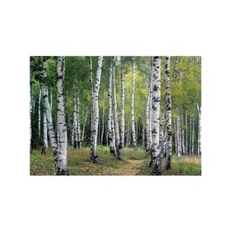 WALLARENA Fototapete Wald in Gr&uuml;n | Gr.: 350 x 250 cm