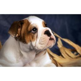 papermoon Fototapete &raquo;BULLDOG-TIERE HUND BULLDOGE HUNDE WANDDEKO WANDBILD XXL&laquo; bunt Vlies B/L: 4,5m x 2,8m, Bahnen: 9 Stk.