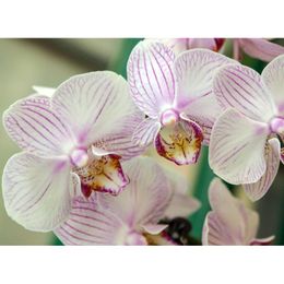 papermoon Fototapete &raquo;White Orchid&laquo; glatt bunt Vlies B/L: 5m x 2,8m, Bahnen: 10 Stk.