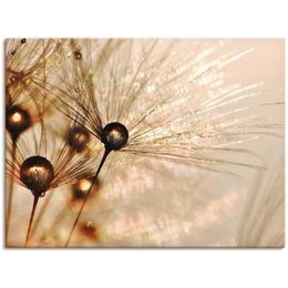 Artland Wandbild &raquo;Pusteblume Goldener Tropfen&laquo; Blumen 1 Stk. tlg. als Alubild, Leinwandbild, Poster in verschied. Gr&ouml;&szlig;en gold B/H/T: 60cm x 45cm, Leinwandbild