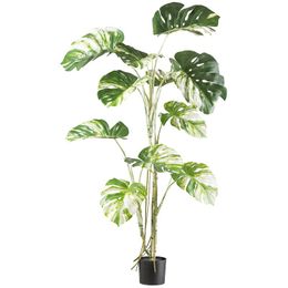 Creativ green Kunstbaum &raquo;Monstera deliciosa variegata&laquo; mit gr&uuml;n-wei&szlig;en Bl&auml;ttern gr&uuml;n Kunststoff B/H/L: 160cm, 1 Stk.