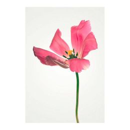Komar Bild &raquo;Tulip&laquo; Blumen 1 Stk. tlg. Wandbild zur Dekoration - ohne Rahmen rosa Holzwerkstoff, Papier B/H/T: 30cm x 40cm, Blumen, 1 Stk.