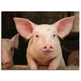 Artland Leinwandbild &raquo;Vorwitziges Schwein&laquo; Haustiere 1 Stk. tlg. auf Holzrahmen gespannt pink Leinwand B/H/T: 40cm x 30cm, Leinwandbild Haustiere Querformat, 