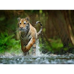 papermoon Fototapete &raquo;Siberian Amur Tiger&laquo; glatt bunt Vlies B/L: 3,5m x 2,6m, Bahnen: 7 Stk.
