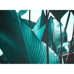 Livingwalls living walls Fototapete &raquo;Designwalls Leaf Stalks 2&laquo; glatt Vlies, Wand, Schr&auml;ge, Decke blau Vlies B/L: 3,5m x 2,55m